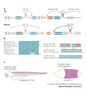 Modulating Hox gene functions during animal body patterning | Nature ...