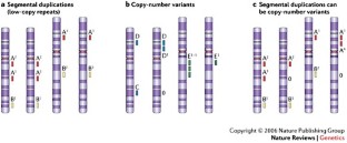 Structural variation in the human genome | Nature Reviews Genetics