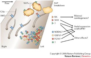 Left–right asymmetry in the vertebrate embryo: from early information ...
