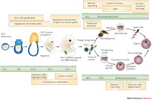 Epigenetic events in mammalian germ-cell development: reprogramming and ...