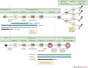 Epigenetic events in mammalian germ-cell development: reprogramming and ...