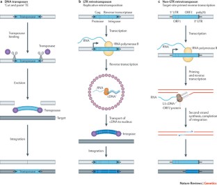 Dynamic interactions between transposable elements and their hosts ...