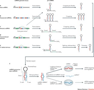 Evolution of microRNA diversity and regulation in animals | Nature ...
