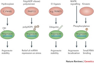 Argonaute proteins: functional insights and emerging roles | Nature ...