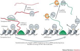 PIWI-interacting RNAs: from generation to transgenerational epigenetics ...