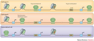 CTCF: an architectural protein bridging genome topology and function ...