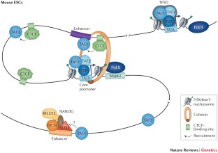 CTCF: an architectural protein bridging genome topology and function ...