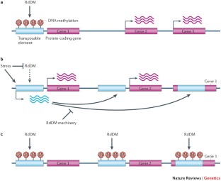 RNA-directed DNA methylation: an epigenetic pathway of increasing ...