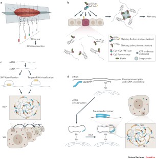 Spatially resolved transcriptomics and beyond | Nature Reviews Genetics