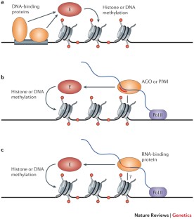 RNA-mediated epigenetic regulation of gene expression | Nature Reviews ...