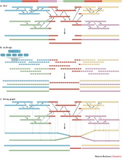 Genetic variation and the de novo assembly of human genomes | Nature ...