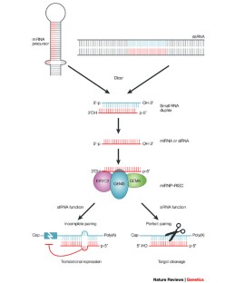 Gene silencing in mammals by small interfering RNAs | Nature Reviews ...