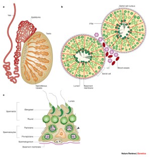 Mouse models of male infertility | Nature Reviews Genetics