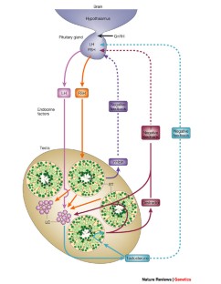 Mouse models of male infertility | Nature Reviews Genetics