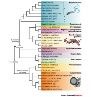 The origin and evolution of model organisms | Nature Reviews Genetics