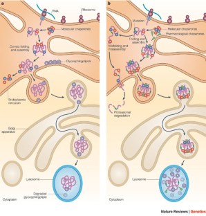 Enzyme replacement and enhancement therapies: lessons from lysosomal ...