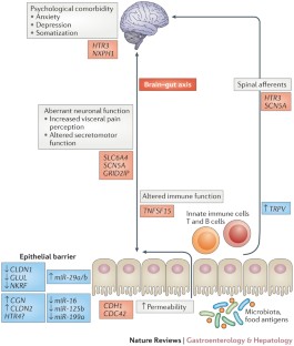 Lessons learned — resolving the enigma of genetic factors in IBS ...