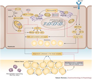 Alcoholic liver disease: mechanisms of injury and targeted treatment ...
