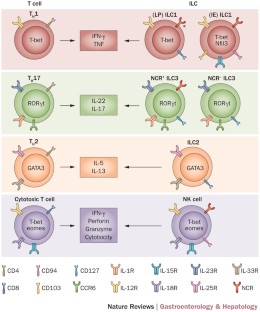 The unusual suspects—innate lymphoid cells as novel therapeutic targets ...