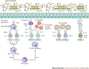 The mucosal immune system: master regulator of bidirectional gut–brain ...