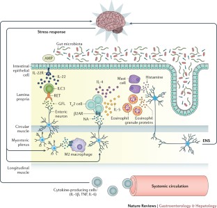 The mucosal immune system: master regulator of bidirectional gut–brain ...