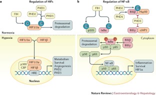 Intestinal hypoxia and hypoxia-induced signalling as therapeutic ...
