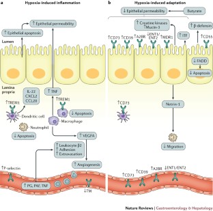 Intestinal hypoxia and hypoxia-induced signalling as therapeutic ...