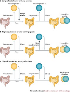 Role of priority effects in the early-life assembly of the gut ...