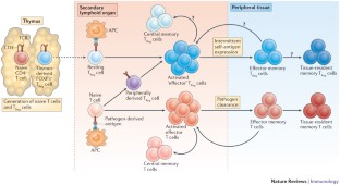 Regulatory T cell memory | Nature Reviews Immunology