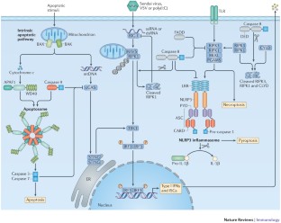 Converging roles of caspases in inflammasome activation, cell death and ...