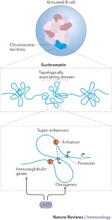 Mutations, kataegis and translocations in B cells: understanding AID ...