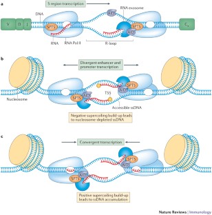 Mutations, kataegis and translocations in B cells: understanding AID ...