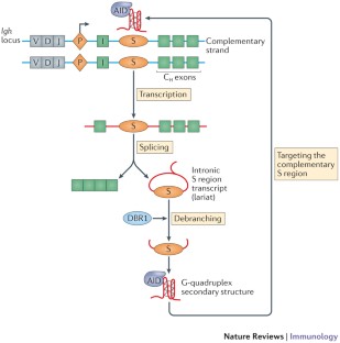Mutations, kataegis and translocations in B cells: understanding AID ...