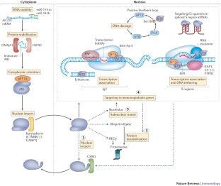 Mutations, kataegis and translocations in B cells: understanding AID ...
