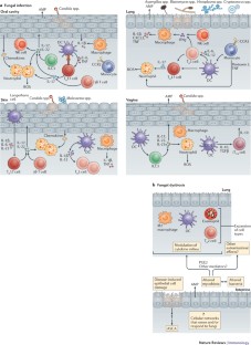 Fungal dysbiosis: immunity and interactions at mucosal barriers ...
