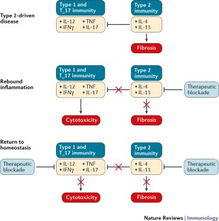 Type 2 immunity in tissue repair and fibrosis | Nature Reviews Immunology