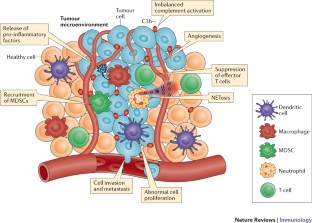 Complement in cancer: untangling an intricate relationship | Nature ...