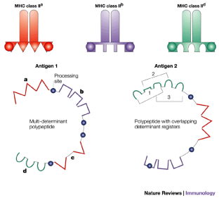 MHC-guided processing: binding of large antigen fragments | Nature ...