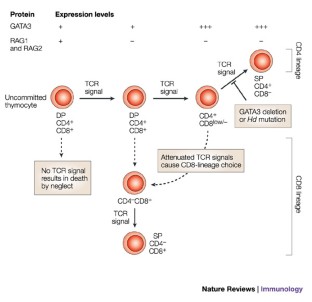 CD4/CD8-lineage differentiation in the thymus: from nuclear effectors ...