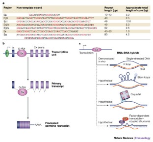 Class-switch recombination: interplay of transcription, DNA deamination ...