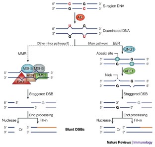 Class-switch recombination: interplay of transcription, DNA deamination ...