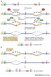 Class-switch recombination: interplay of transcription, DNA deamination ...