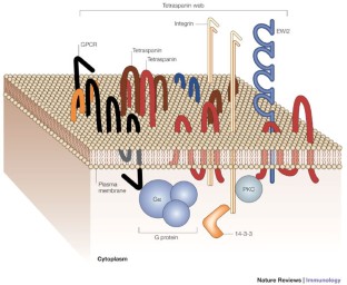 The tetraspanin web modulates immune-signalling complexes | Nature ...