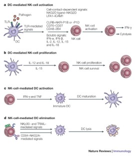 Close encounters of different kinds: Dendritic cells and NK cells take ...