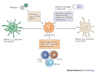 Consensual immunity: success-driven development of T-helper-1 and T ...