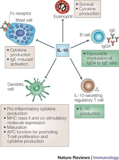 Potential role of interleukin-10-secreting regulatory T cells in ...