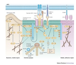 Tuning immune responses: diversity and adaptation of the immunological ...