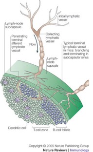 Dendritic-cell trafficking to lymph nodes through lymphatic vessels ...