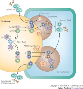 Follicular B helper T cells in antibody responses and autoimmunity ...