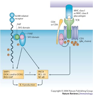 Immune regulation by SLAM family receptors and SAP-related adaptors ...